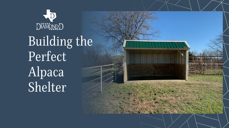 Building the Perfect Alpaca Shelter: A Guide from Texas Diamond D Farm ...