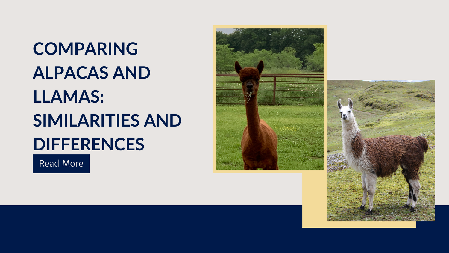 Comparing Alpacas and Llamas: Similarities and Differences ...