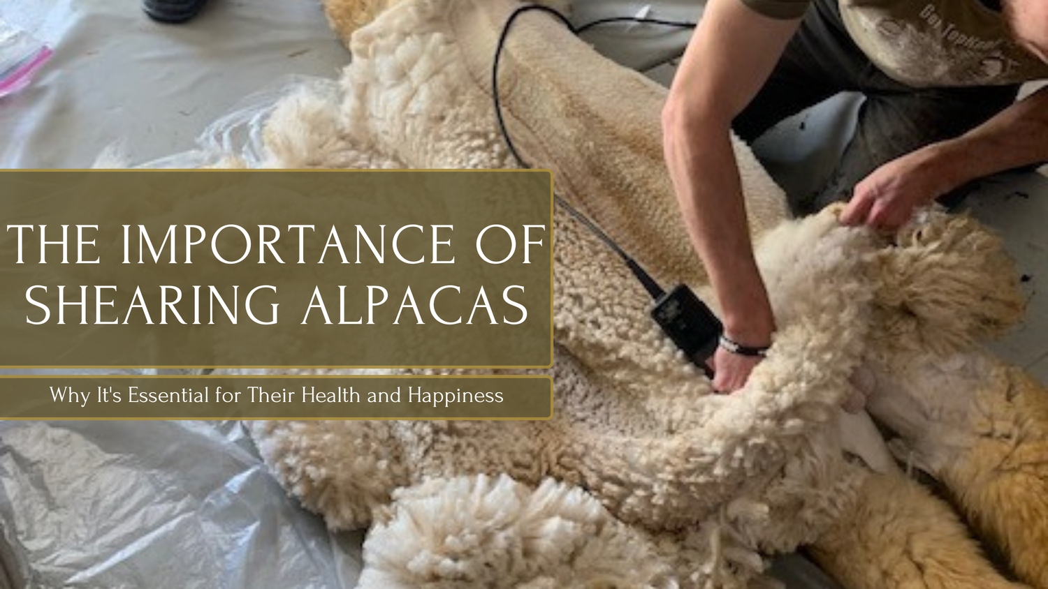 The Importance of Shearing Alpacas: Why It's Essential for Their Healt ...