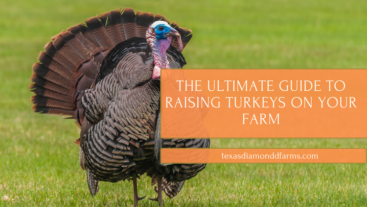 The Ultimate Guide to Raising Turkeys on Your Farm – TexasDiamondDFarms