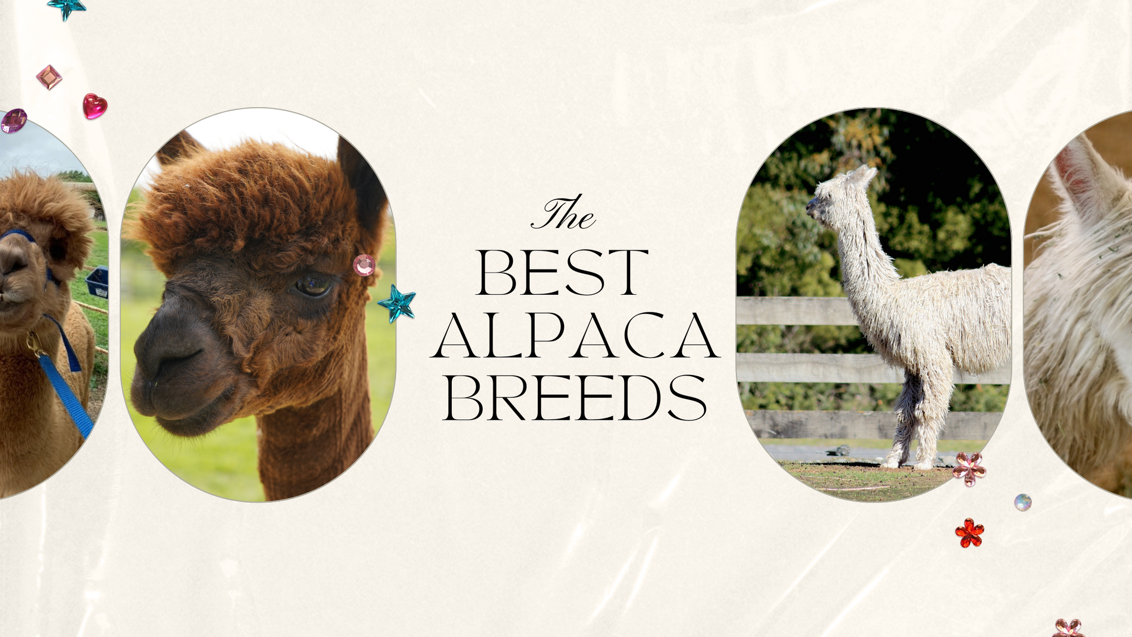 The Best Alpaca Breeds for Beginners – TexasDiamondDFarms