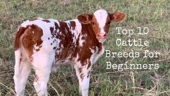 Top 10 Cattle Breeds for Beginners – TexasDiamondDFarms