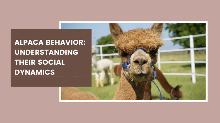 Alpaca Behavior: Understanding Their Social Dynamics – TexasDiamondDFarms